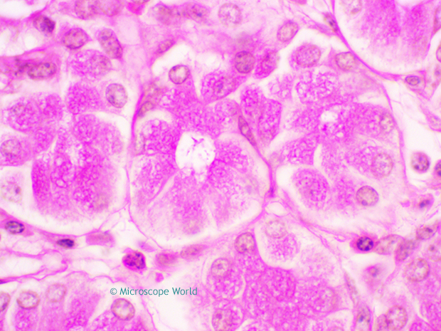 Using Microscope Immersion Oil | Microscope World Resources