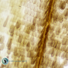 Insect Wing Prepared Microscope Slides | Microscope World