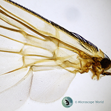 Insect Wing Prepared Microscope Slides | Microscope World