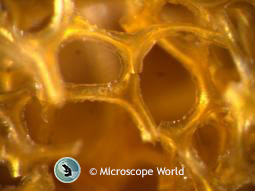 Microscopy Cameras and Foam Under the Microscope - Microscope World