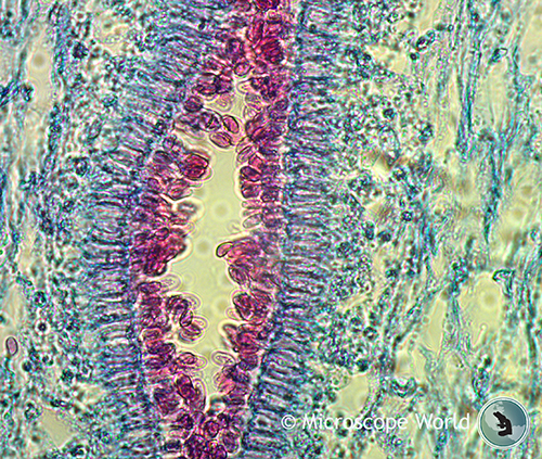Mushrooms under the Microscope - Microscope World