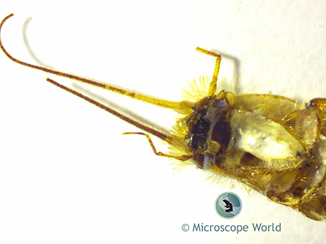 Silverfish Under the Stereo Microscope - Microscope World