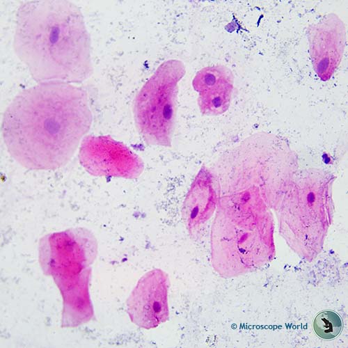 Mammal Organs Prepared Slides