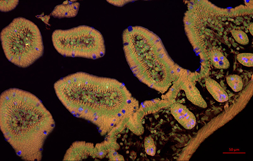 Microscopes for Developmental Biology - Microscope World