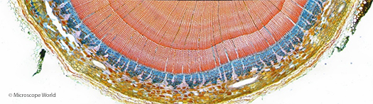 Microscopy Digital Camera Image Stitching - Microscope World
