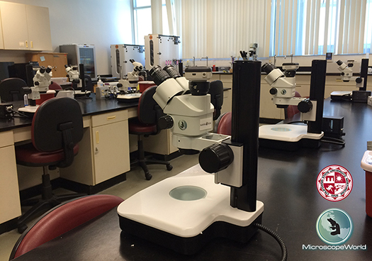 C. Elegans Worms Microscopes - Microscope World