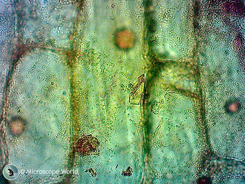 How To Prepare an Onion Cell Slide - Microscope World