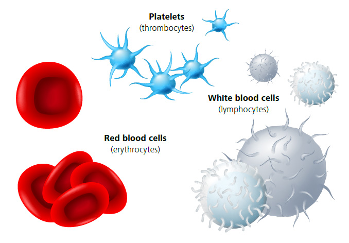 Red And White Blood Cells In Blood Test